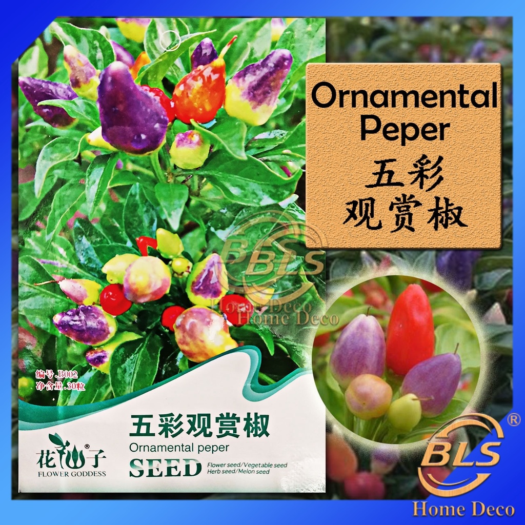 【EXPIRED】B002 ORNAMENTAL PEPER FLOWER GODDESS VEGETABLE FLOWER FRUIT ...