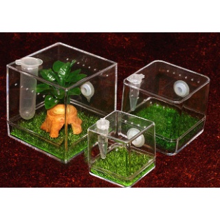 Jumping Spider Professional Feeding Box Florida Jumping Spider ...