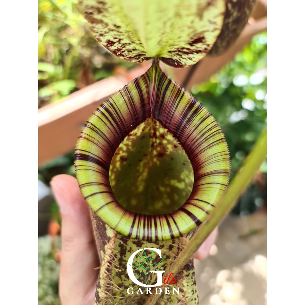 Nepenthes Hookeriana (N.Ampullaria x N.Rafflesiana) [Nepenthes, Monkey Cup][Carnivorous Plants ...