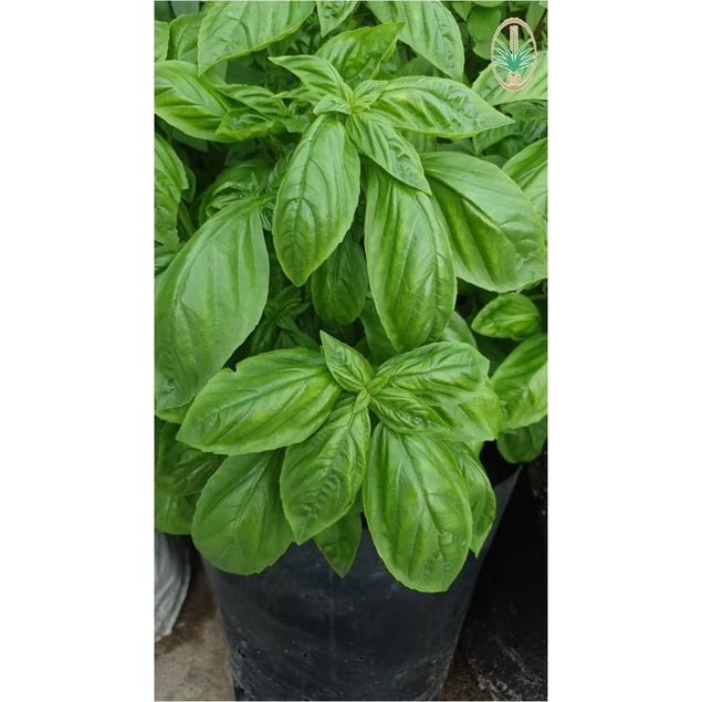 HERB - Daun Basil Organik / Organic Basil 有机九层塔 100g | Shopee Malaysia