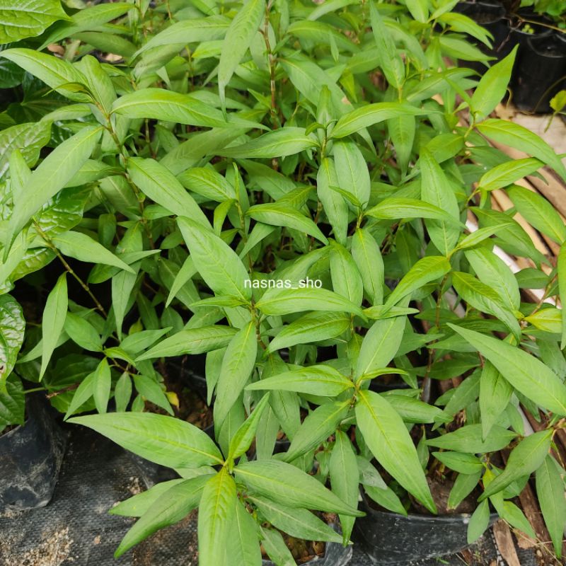 Pokok Daun Kesum Kesom Vietnamese Coriander Plant | Shopee Malaysia