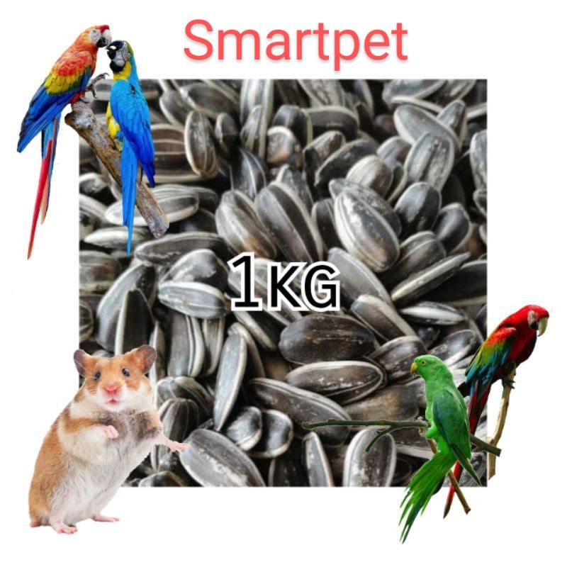 Kuaci Sunflower Seeds [1kg] | Parrots Food | Hamster Food | Burung Nuri ...