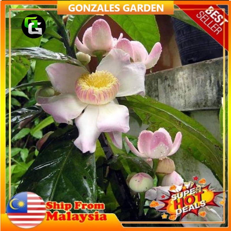 Pokok Bunga Heaven Lotus Gustavia Superba Senang Tumbuh | Shopee Malaysia