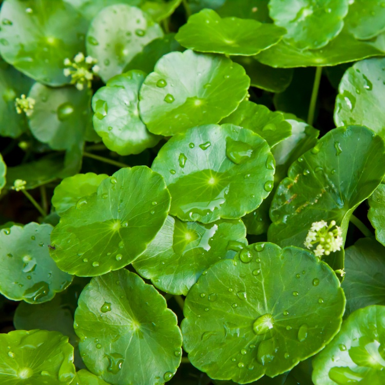 Varieti Pegaga / Asiatic Pennywort Varieties - Pokok Hidup / Live Plant ...