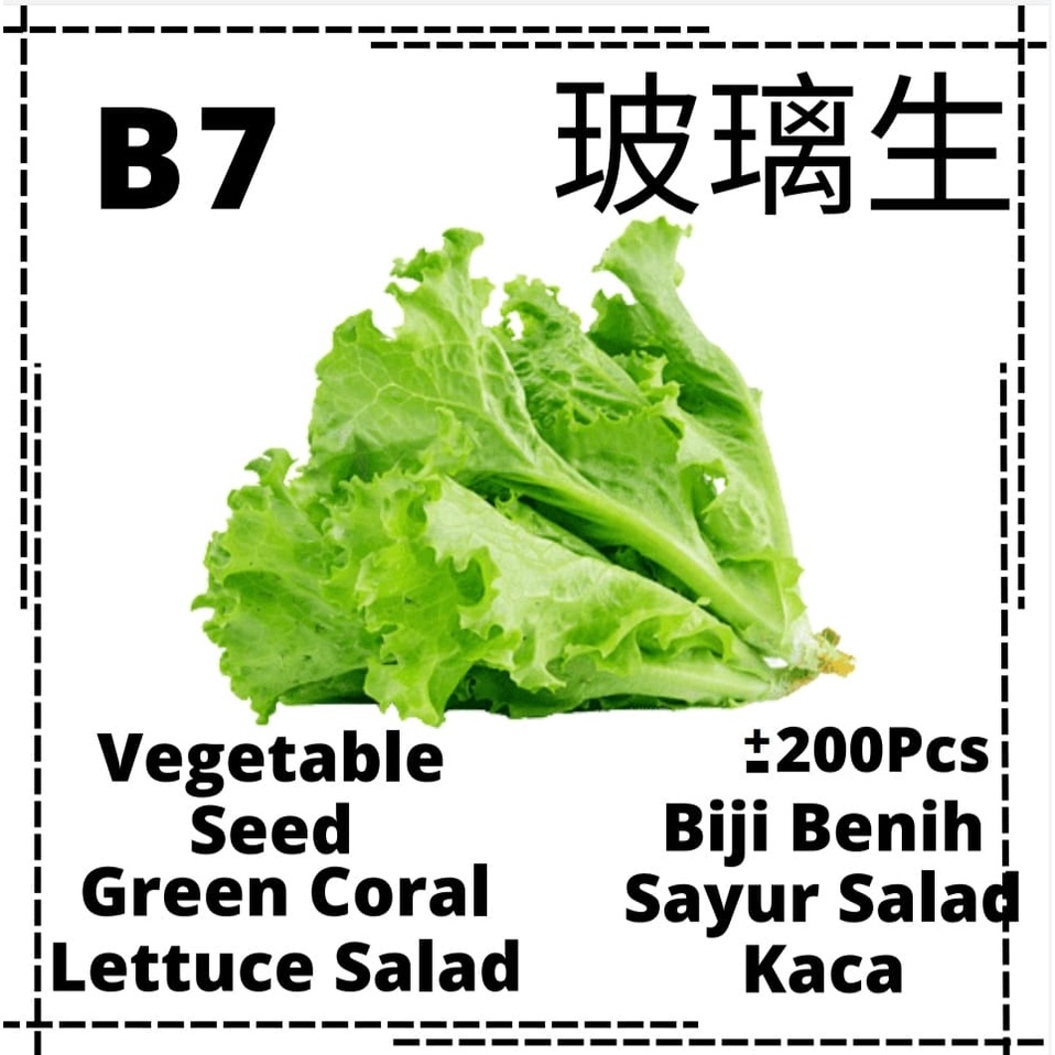 Kailan Kangkung Sawi Japanese Salad Biji Benih Vege Sayur sayuran ...
