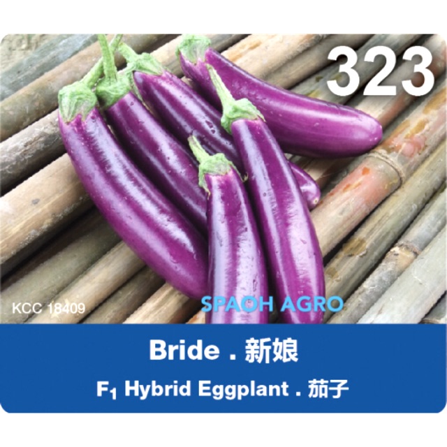 Benih F1 Terung Bride 323 Leckat(Terung pendek) | Shopee Malaysia