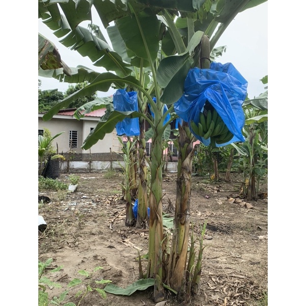 ANAK SULUR BENIH PISANG EMAS PANJANG/ANAK BENIH PISANG NANGKA BUAH ...