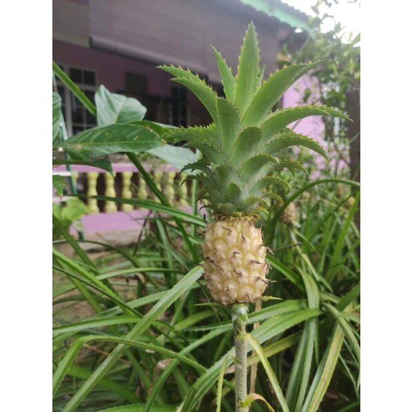 Nenas Batu Original / Nenas Perubatan | Shopee Malaysia