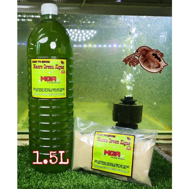 FULL SET MIKRO ALGA HIJAU "MICRO GREEN ALGAE' + BAJA MGA | Shopee Malaysia