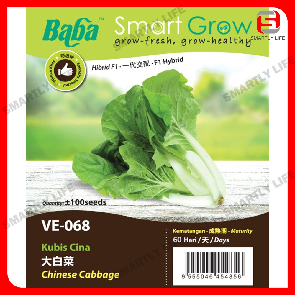 Baba Smart Grow Seed: VE-068 Chinese Cabbage 大白菜 Kubis Cina Biji Benih ...
