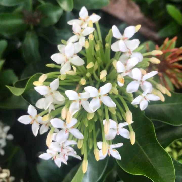 Anak Pokok Ixora Pelbagai ID Bunga Siantan Jejarum Pecah Periuk ...