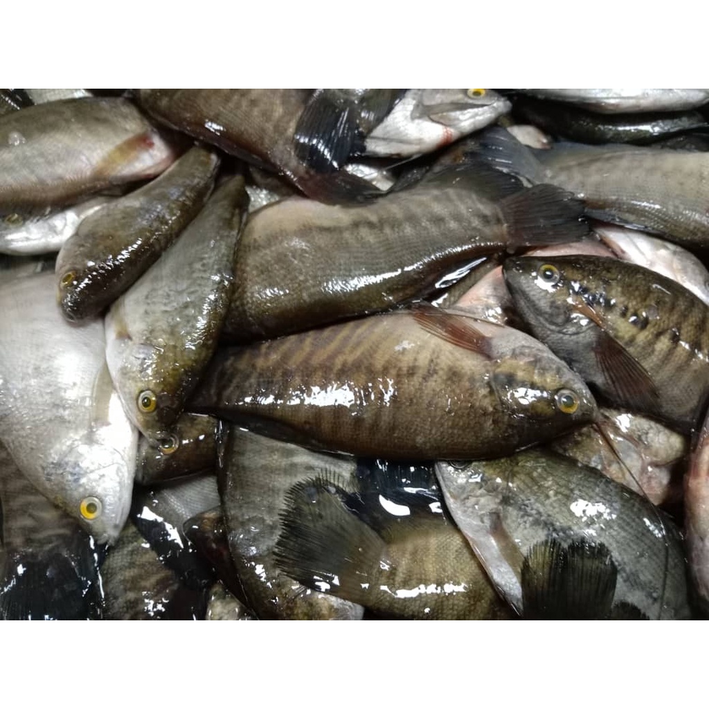 Ikan Sepat Fresh - Local - 1kg/pkt | Shopee Malaysia