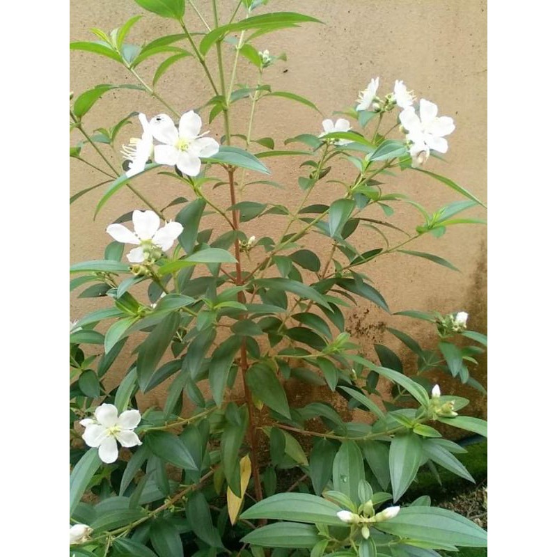 Pokok senduduk putih | Shopee Malaysia