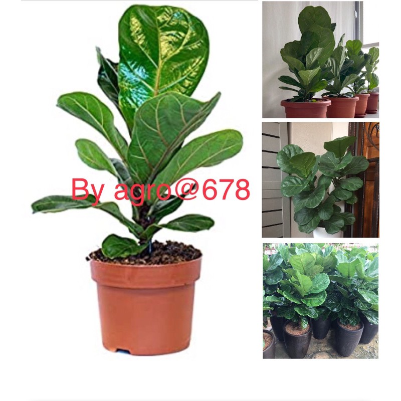 Ficus Lyrata Fiddle Fig Tree Live Tree Indoors Plant Pokok Hiasan Luar Atau Dalam Rumah