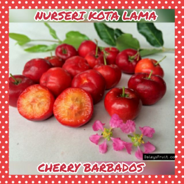 🔥HYBRID🔥 POKOK CERI BARBADOS / Acerola Cherry Tree / Cherry Barbados ...