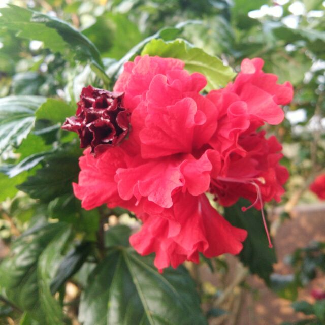 Anak pokok Bunga Raya berlapis outdoor plant | Shopee Malaysia