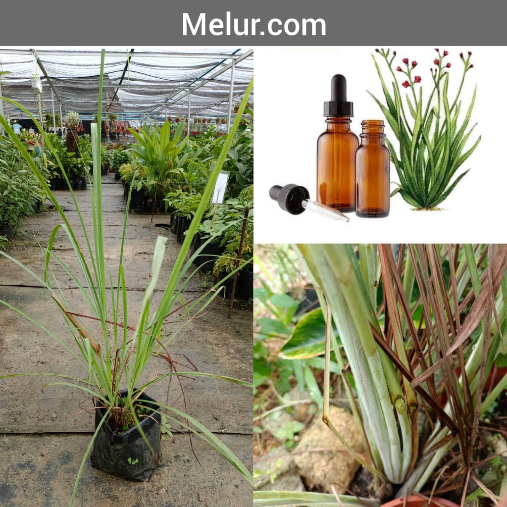 MKT - Anak Pokok Serai Wangi Maharaja / Palmarosa Plant Sapling ...