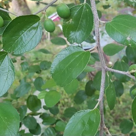 Daun Bidara Asli (beduri) | Shopee Malaysia