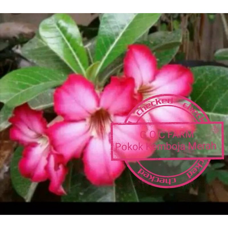 Anak Pokok Keratan Bunga Kemboja Merah (Plumeria Rubra) | Shopee Malaysia