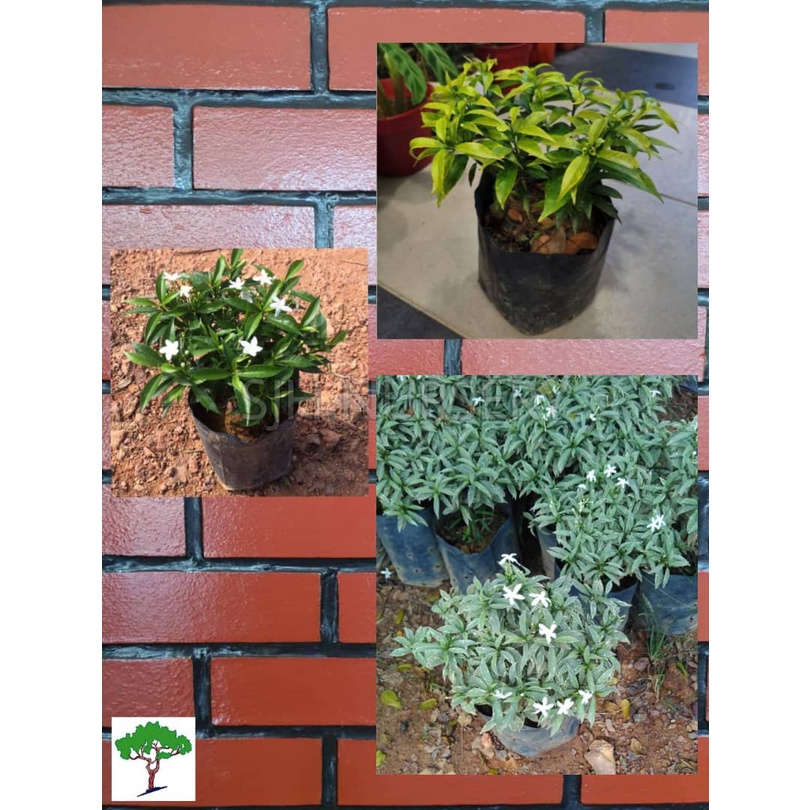 SJH - Jasmine Jeliti / Ervatamia / 狗牙花 [Real Plant/Live Plant/Bunga ...