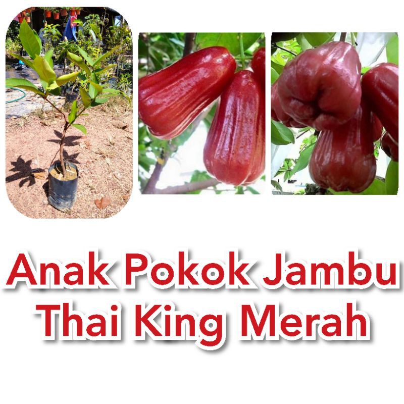 Anak Pokok Hybrid Jambu Thai King / Jambu Loceng Merah Madu / Jambu Air ...
