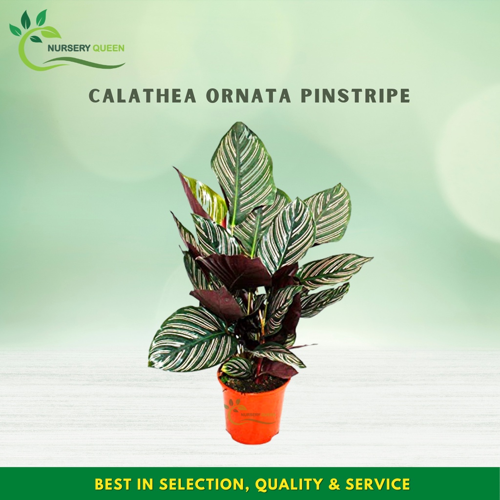 Anak Pokok Calathea Ornata Pinstripe Indoor Plant with Pot Live Plant ...