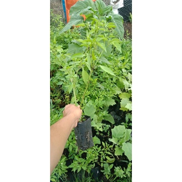 pokok cili api centil F1 hybrid. pokok dah berbuah. dalam polybag ...