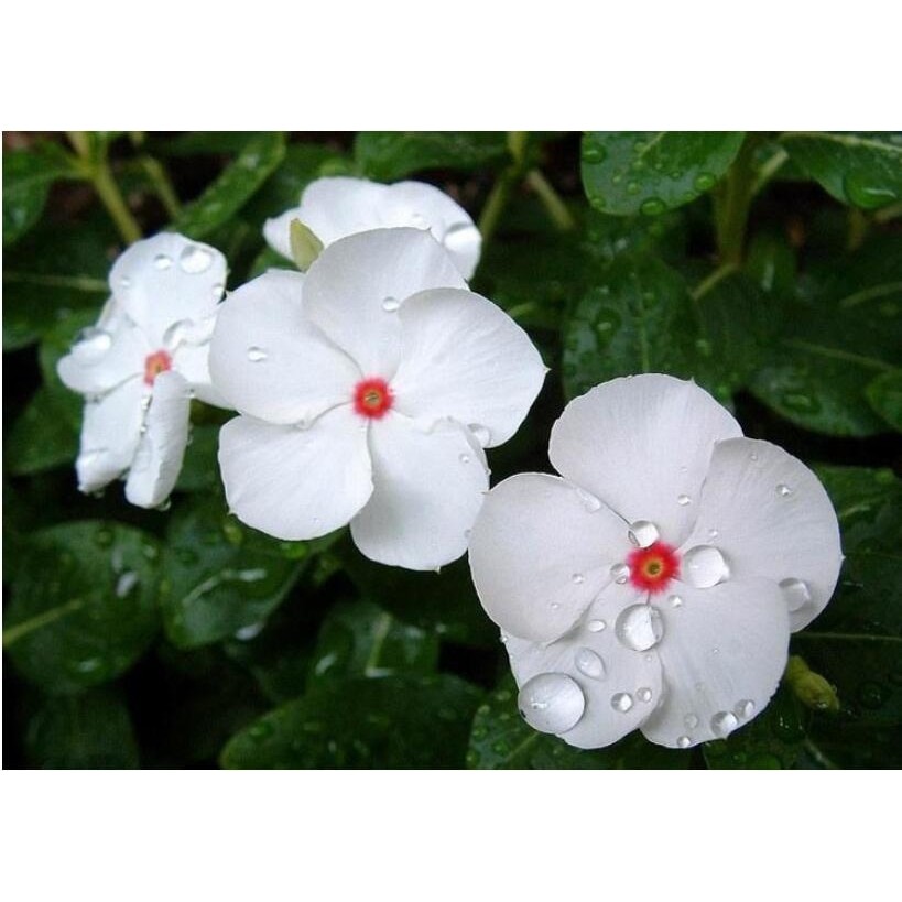 50Pcs White Hanging Periwinkle Seeds flower seed Home Garden Plant Seed ...