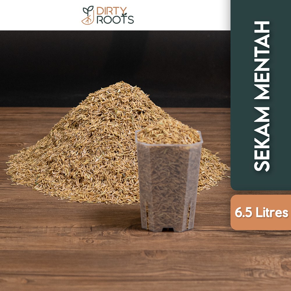 Sekam Padi Mentah Rice Husks Potting Medium for Plants Succulent ...