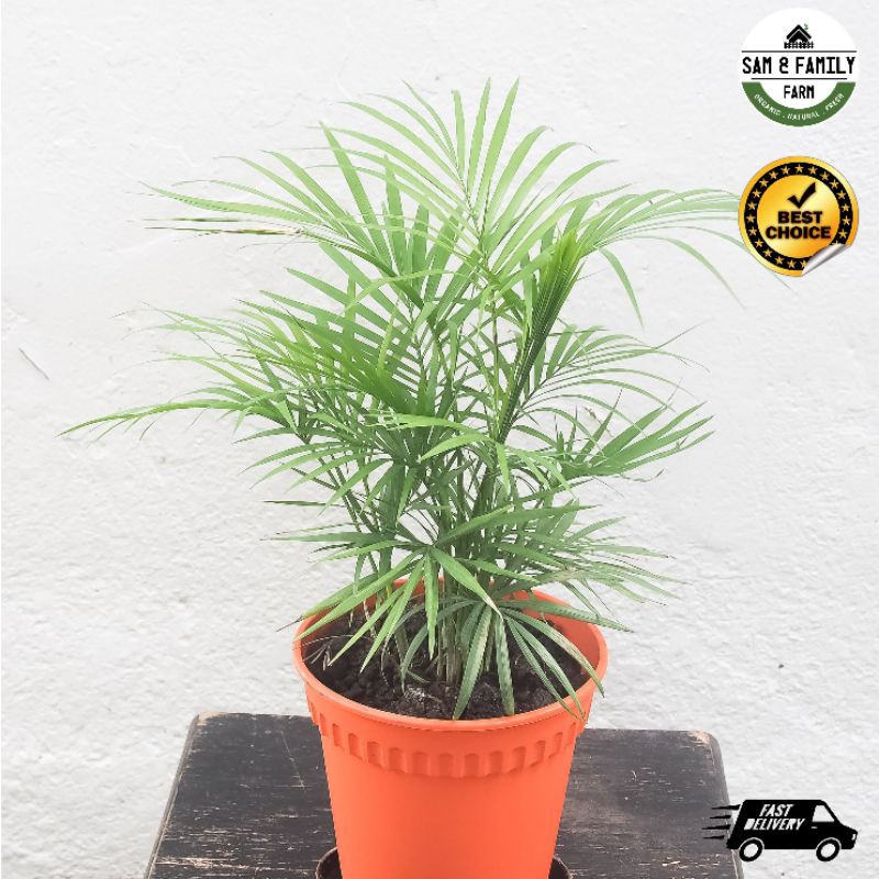 Pokok Hiasan Pinang / Indoor Areca Palm Live Plant | Shopee Malaysia