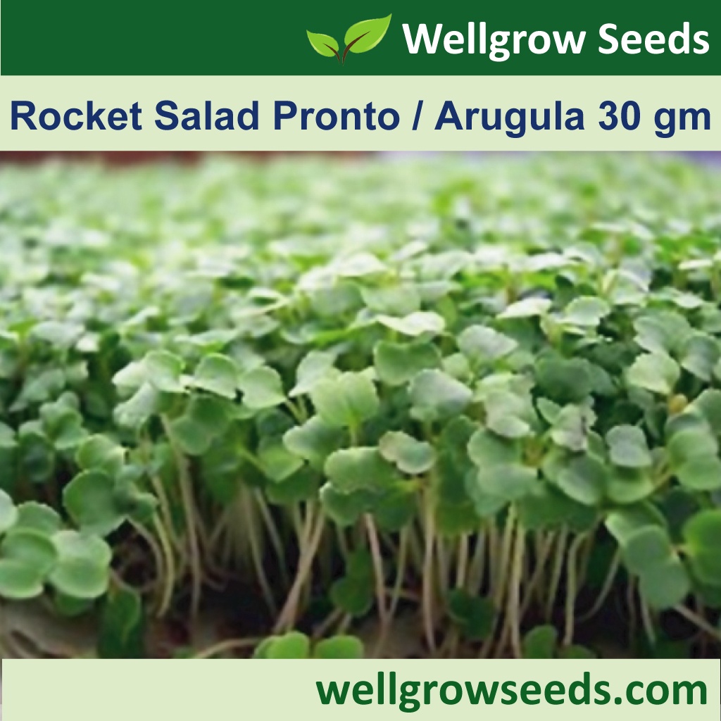 Rocket Salad Pronto / Arugula 芝麻菜 (30gm, approximately 12,000seeds ...