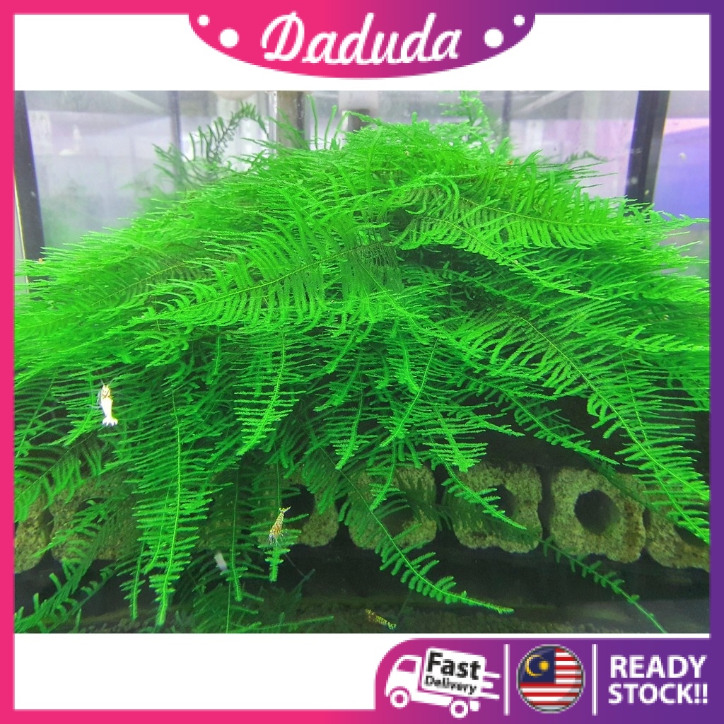 CHRISTMAS MOSS Fully Submerged (Aquascape/Aquarium/Moss/Shrimp/Fish ...