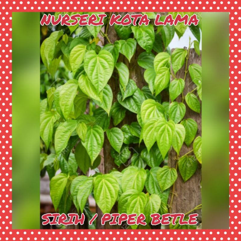 🔥HERBA🔥 POKOK SIRIH / Betel Tree / Piper Betle / Live Plants | Shopee ...