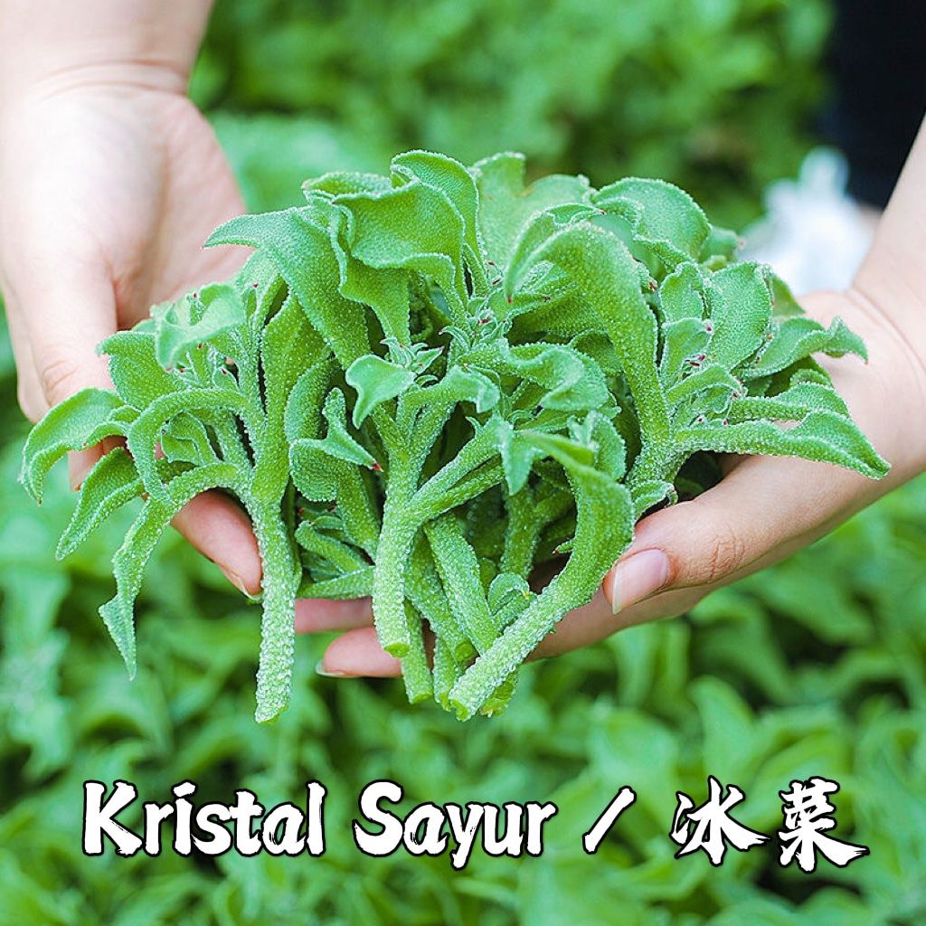 Biji Benih Kristal Sayur(80 Seeds)/水晶冰菜种子/Crystal Ice Plant Vegetable ...