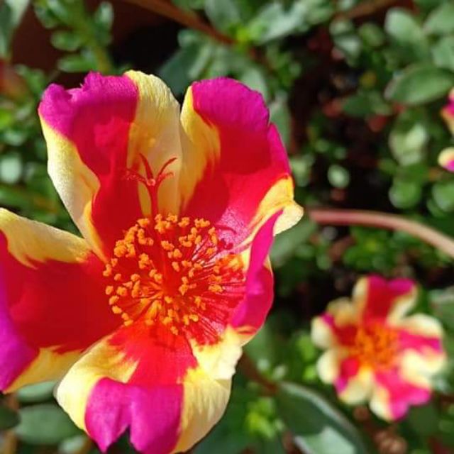 🔥HOT SELL🔥Bunga 10 pagi / Ros jepun / portulaca 1 | Shopee Malaysia