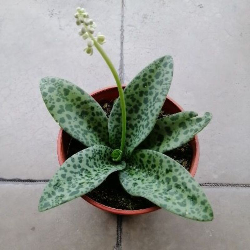 Silver Squill Scilla Violacea Plant / Leopard Lily / Pokok Katak (班点草 ...