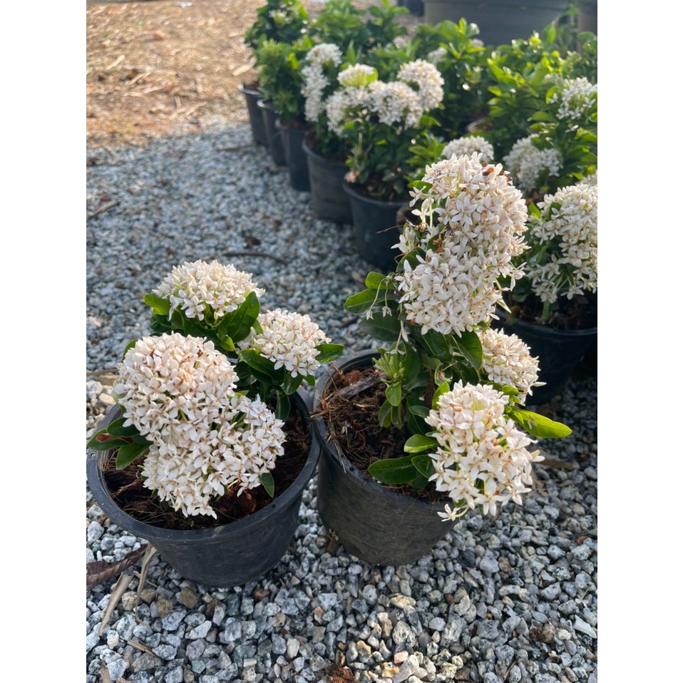 EXORA/IXORA/POKOK PECAH PERIUK/POKOK JEJARUM/POKOK SIANTAN/POKOK PAGAR ...