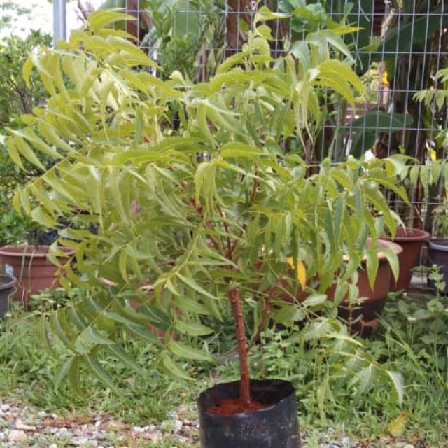 Pokok Neem/semambu hybrib.pokok tut cepat berbuah menghasilkan biji ...
