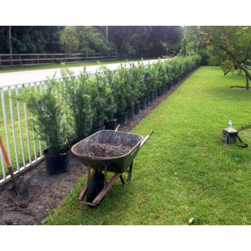 pokok pagar podocarpus pucuk SILVER Real live tree | Shopee Malaysia