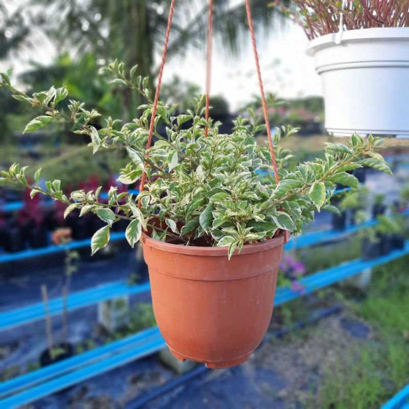 Bunga Kertas Gantung / Bougainvillea Outdoor Flower Hanging Pot ...