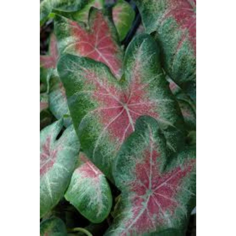Rose glow caladium/keladi | Shopee Malaysia