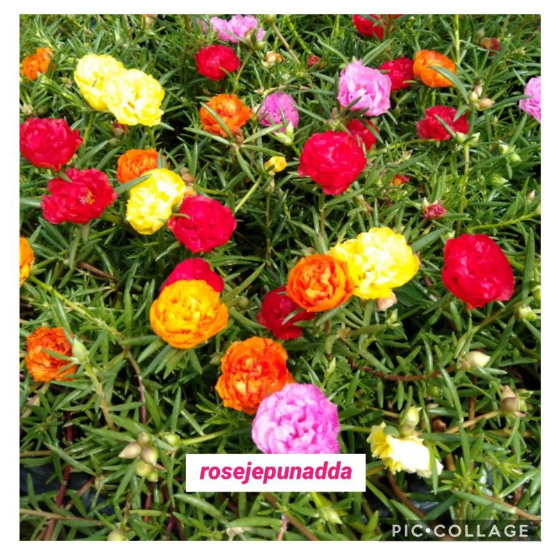 Mix/Asing 10/20 warna (100/50 keratan) ROSE JEPUN CARNATION bunga ...