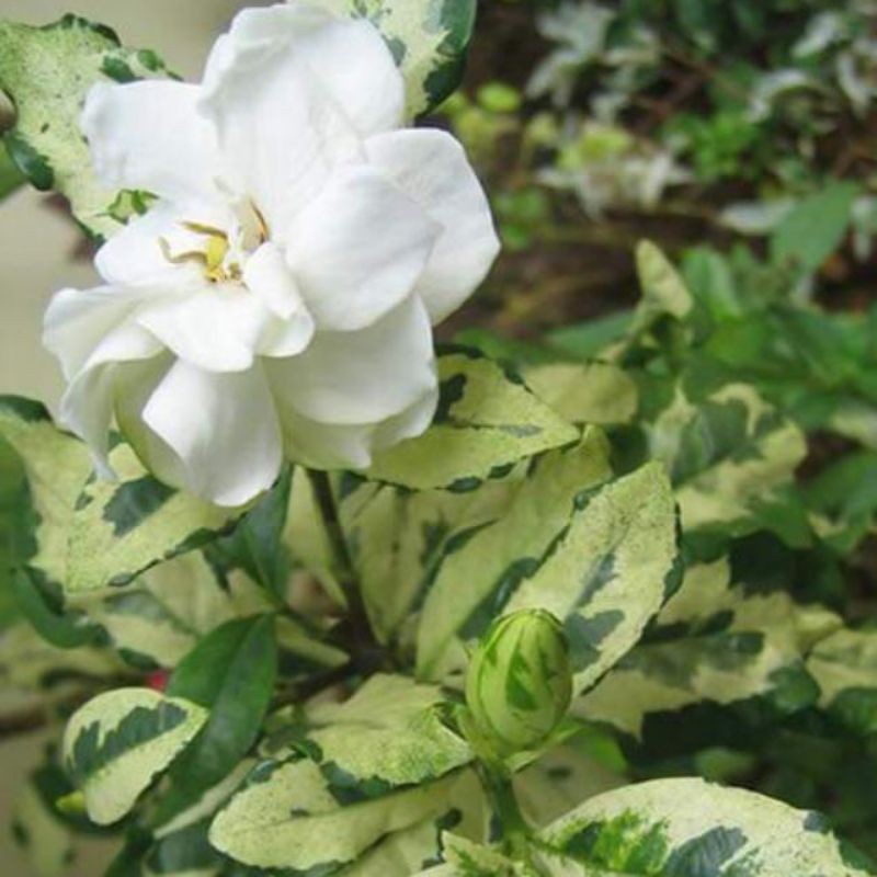 pokok bunga cina gardenia(wangi) | Shopee Malaysia
