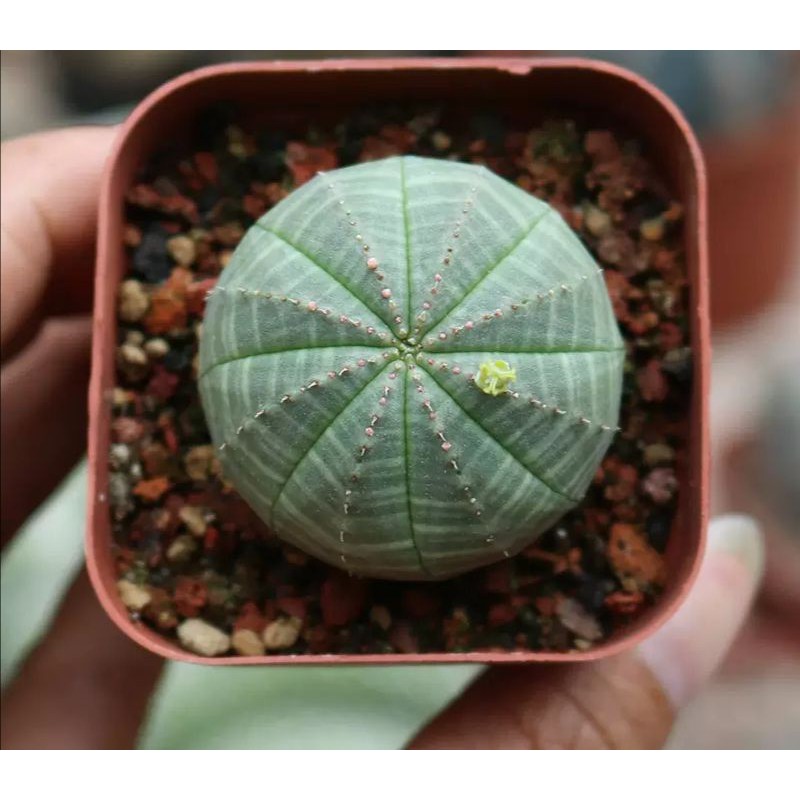 [READY STOCK] Euphorbia Obesa baseball cactus succulent | Shopee Malaysia