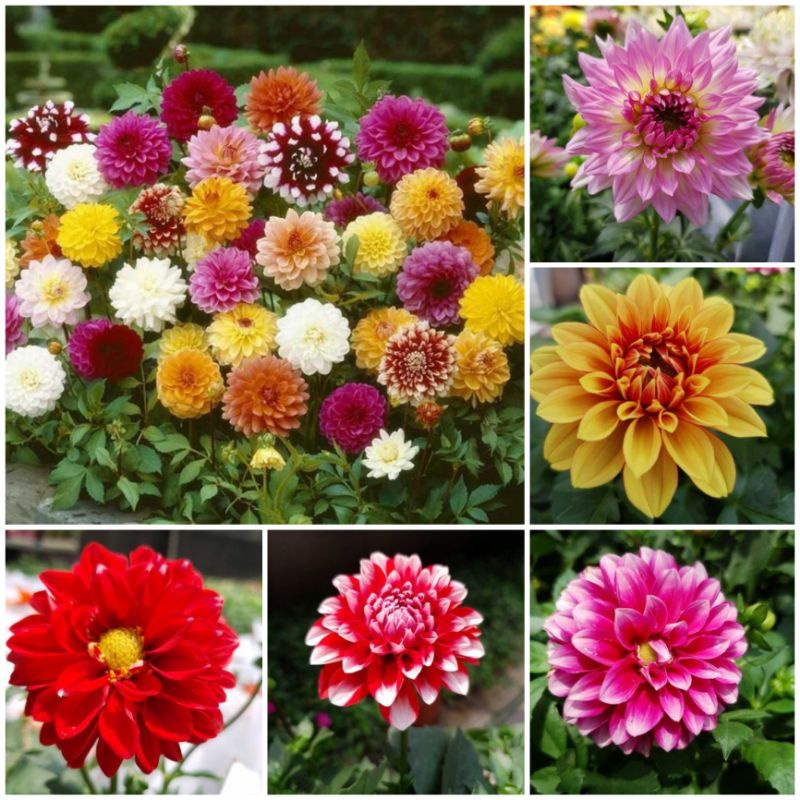 Biji Bunga - Bunga Dahlia | Flower seeds Dahlia | 花种子 - 大丽花 | Shopee ...