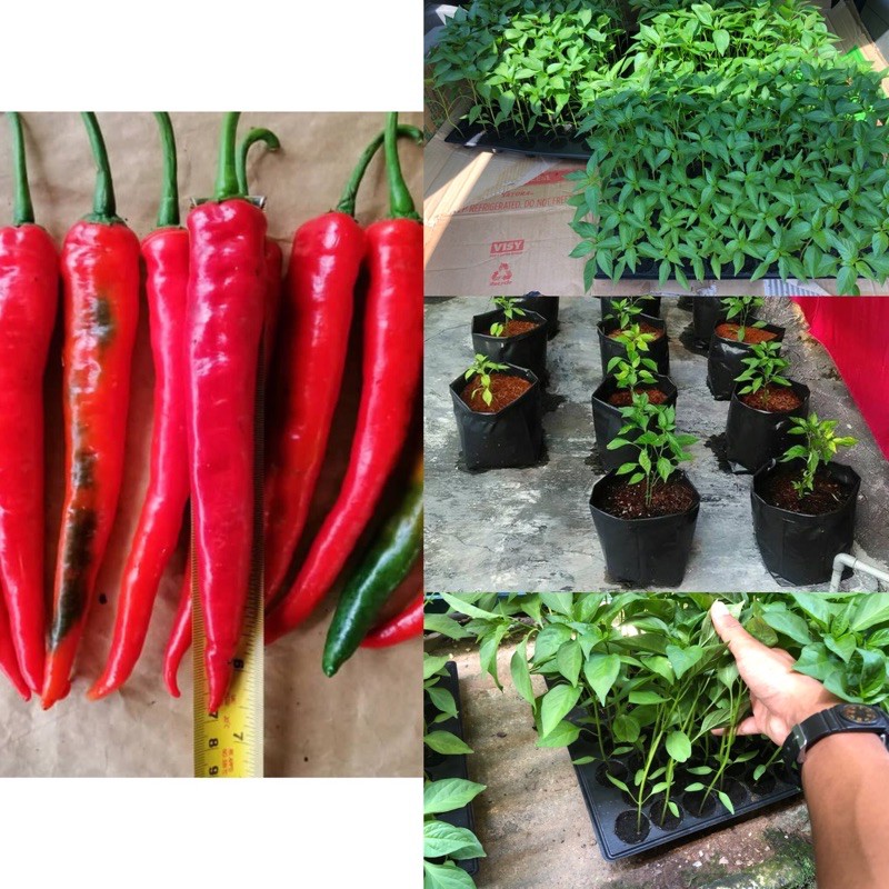 Pokok Cili Kulai & Cili Bara Berpolibeg 2 bulan berbuah Size 5x6 ...