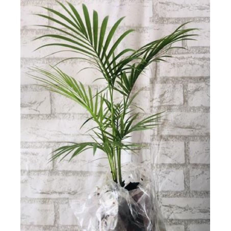 Java Palm Jawa Palm Areca Butterfly Cane Palm Real Plants Live Plants ...