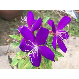 Pokok Senduduk Purple /Senduduk unggu | Shopee Malaysia