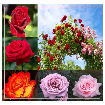 4Jenis Biji Benih Ros Merah Jambu Pink Red Rose Seed Flower Seeds ...
