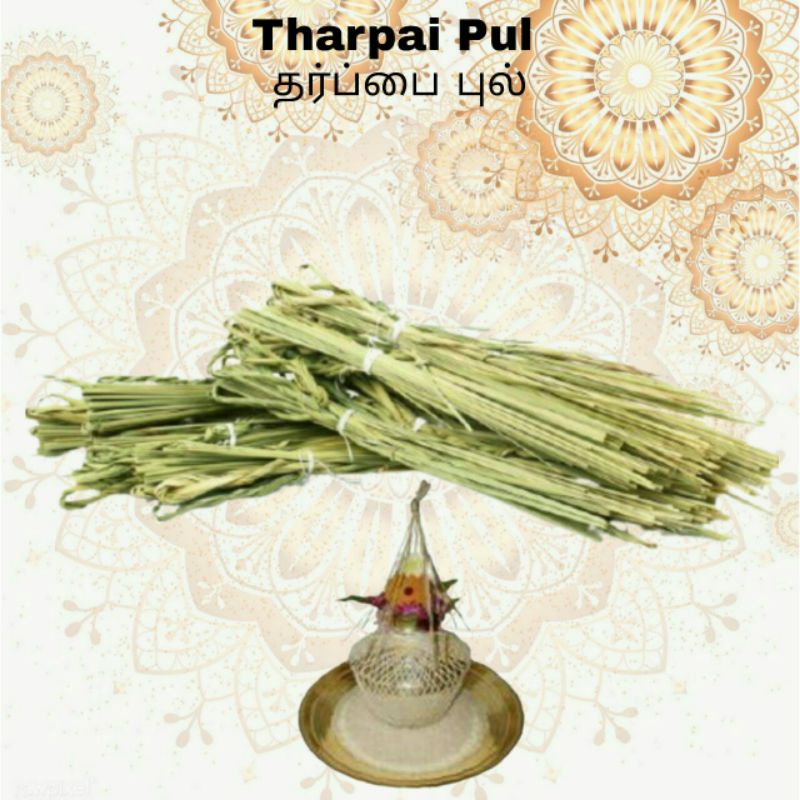 Divine Darbha/Kusha Grass/Tharpai Pul/தர்ப்பை புல் For Pooja and ...